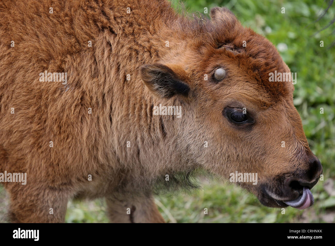 Young bison hi-res stock photography and images - Alamy