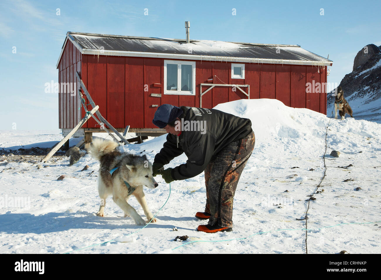 Northern inuit dog hi-res stock photography and images - Alamy