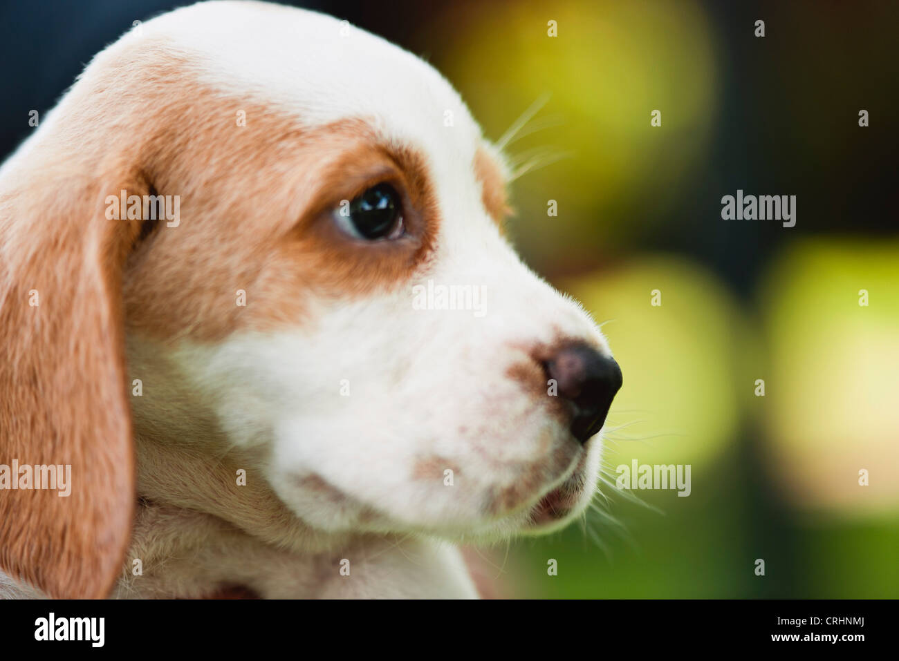 Beagle puppy, side view Stock Photo - Alamy