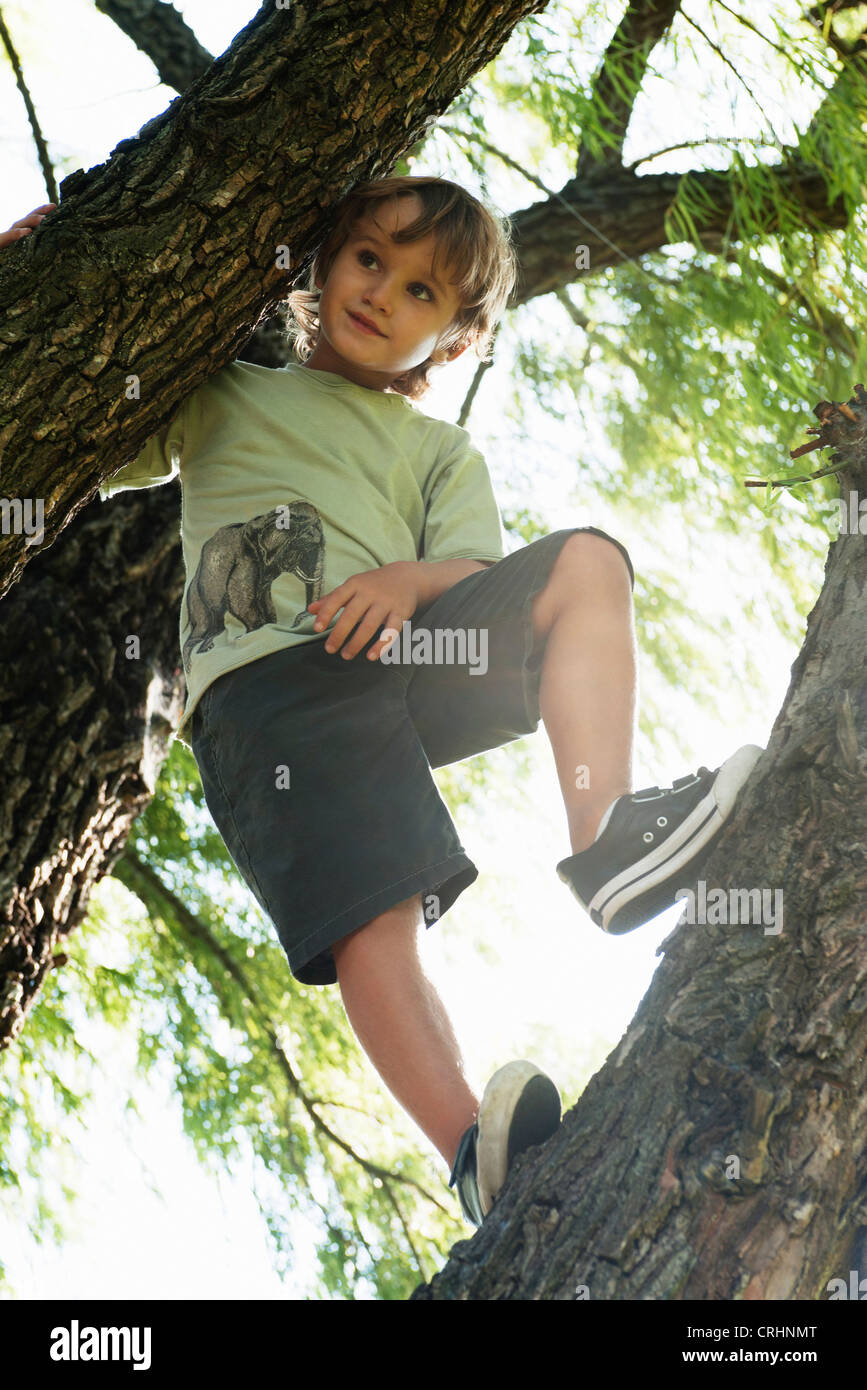 Boy standing in tree, low angle view Stock Photo - Alamy