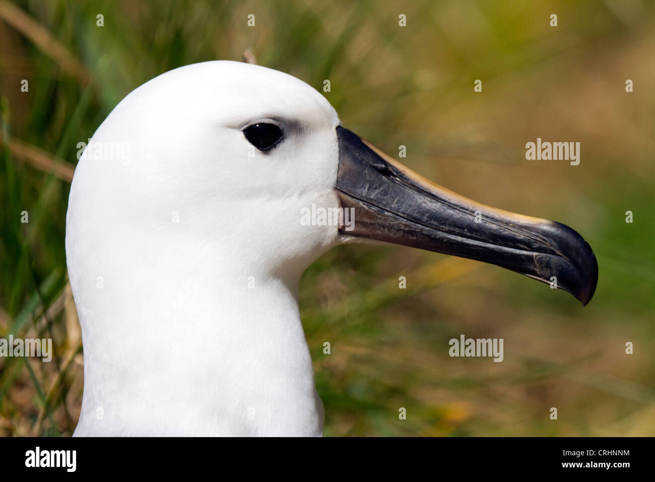 Albatross side profile hi-res stock photography and images - Alamy
