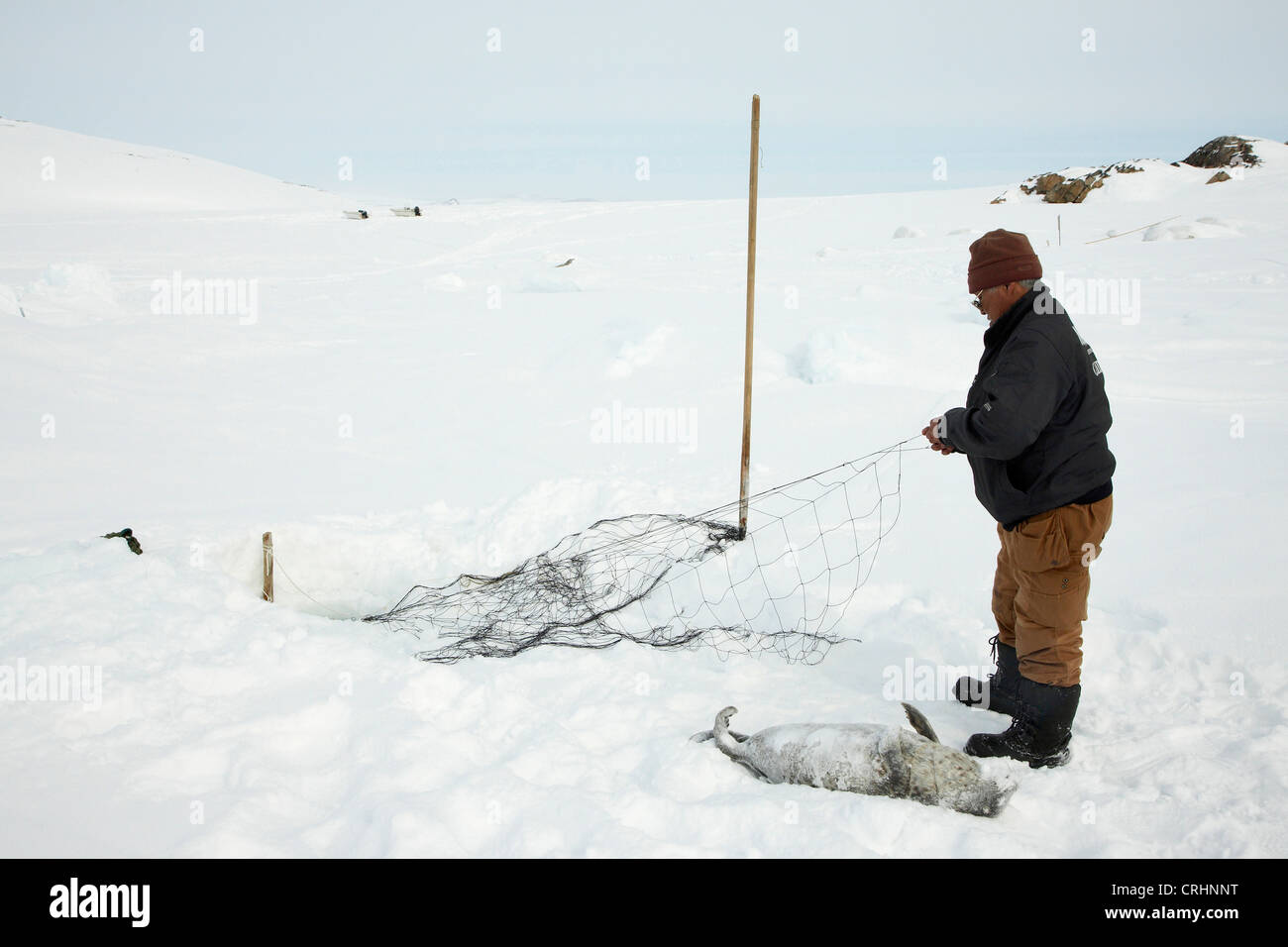 ringed seal (Phoca hispida), Inuit sealer getting his net from the ice ...