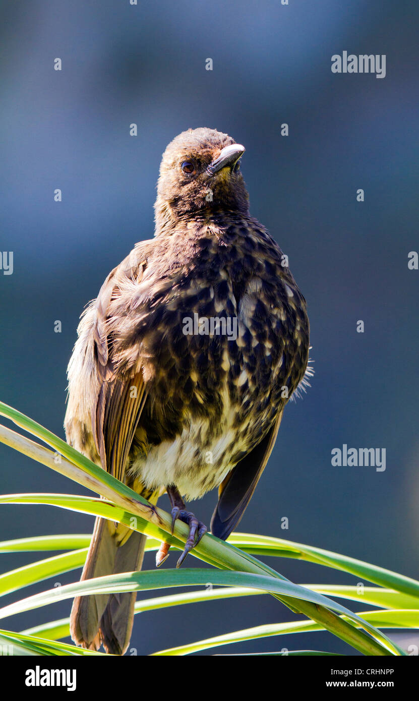 Tristan Thrush, photographed on Nightingale Island, South Atlantic ...