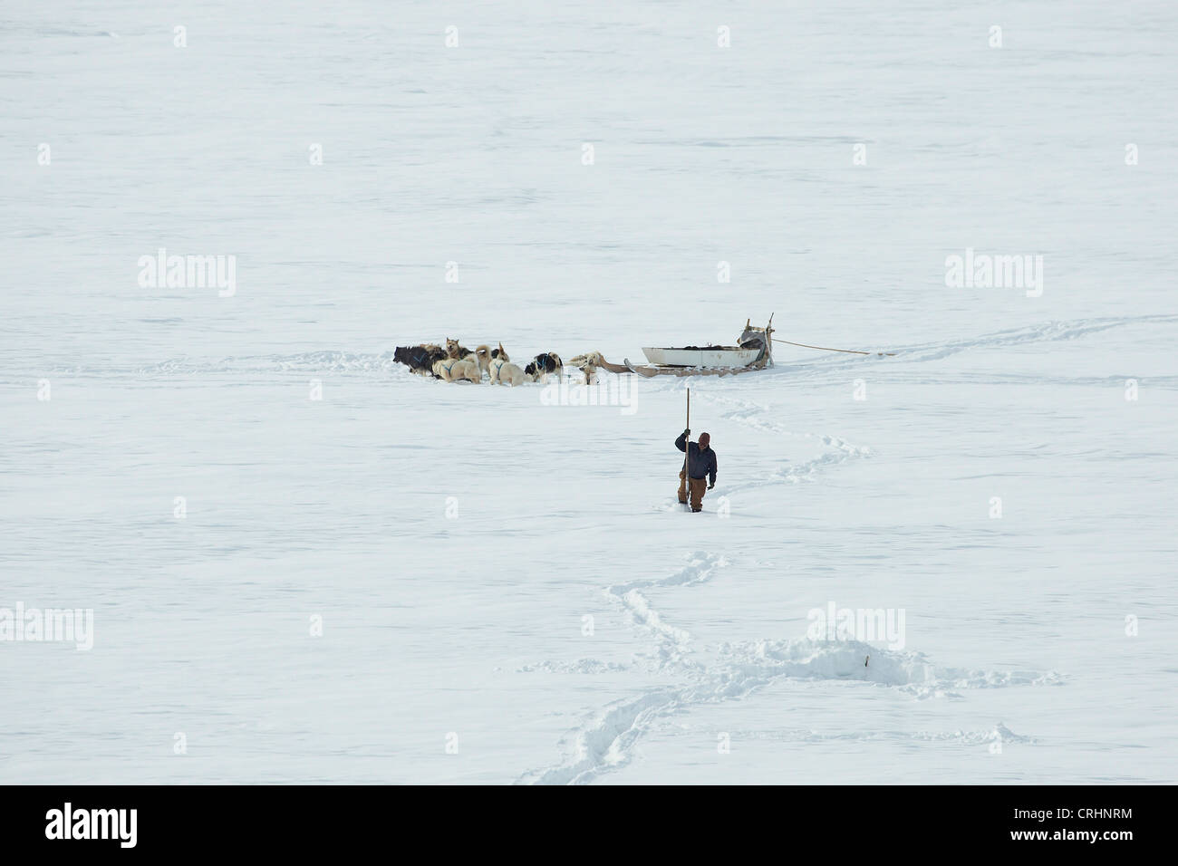 Inuit hunting dog hi-res stock photography and images - Alamy