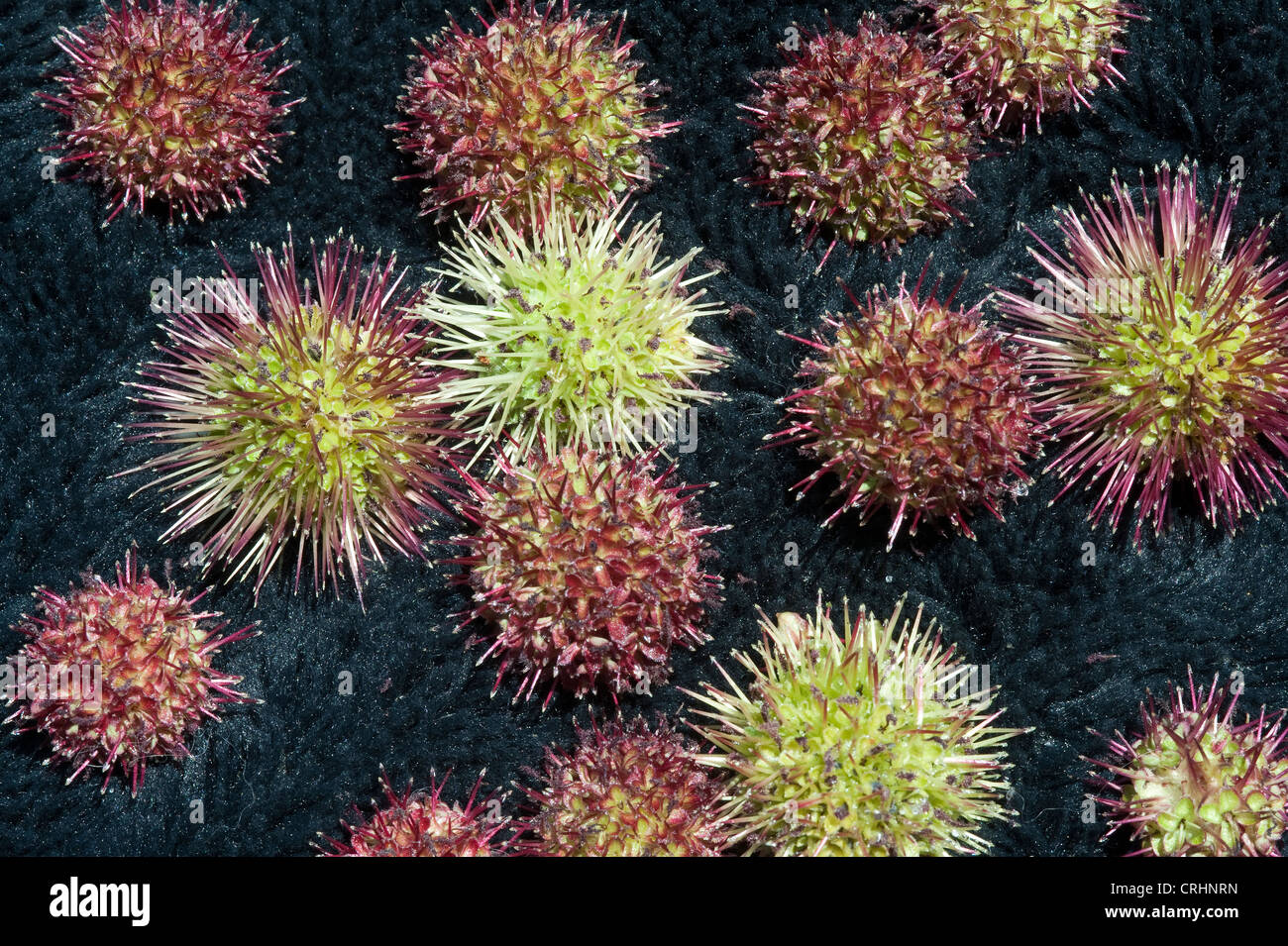 Prickly burr hi-res stock photography and images - Alamy