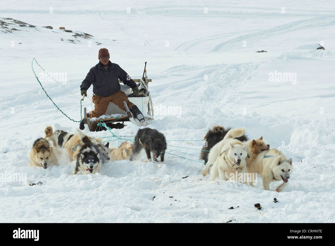 Greenland Dog (Canis lupus f. familiaris), Inuit riding a dog sledge ...