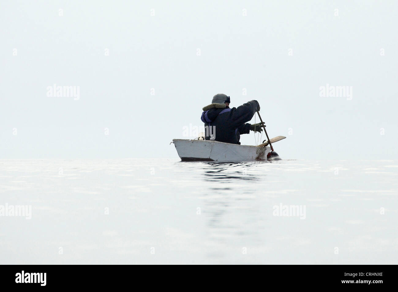 Inuit sealer getting a seal hunted down into his rowing boat, Greenland ...