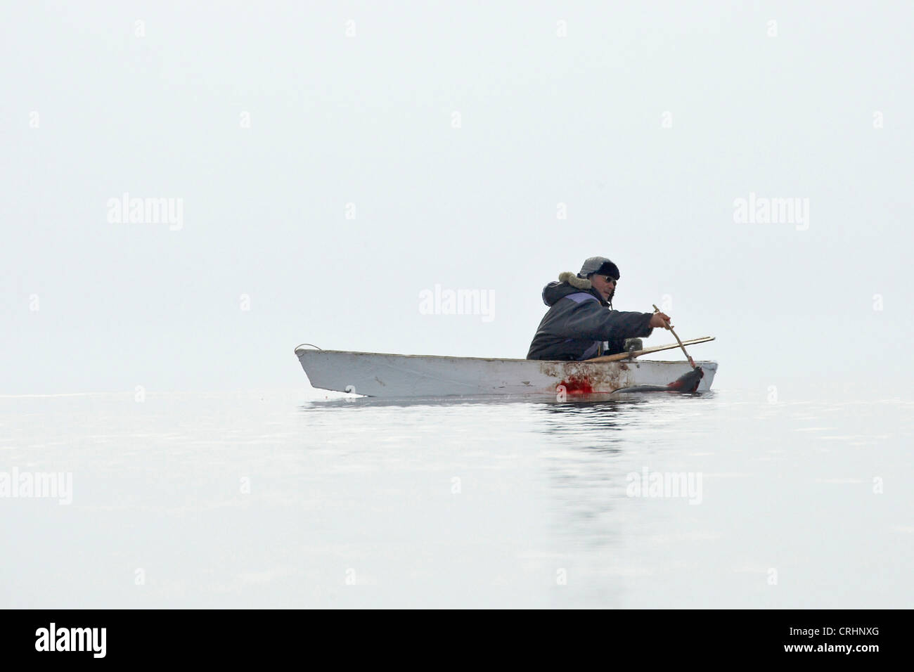 Inuit sealer getting a seal hunted down into his rowing boat, Greenland ...