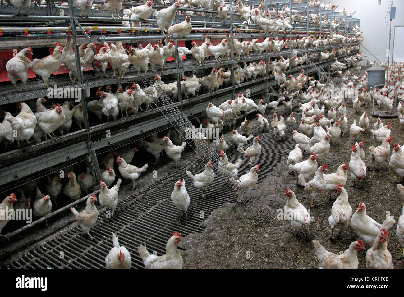 lot of biological chicken in barn of chicken farm Stock Photo - Alamy