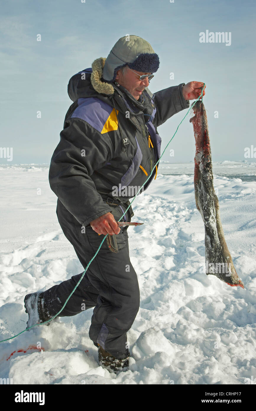 Inuit sealer with the skin of a seal carved up in the snow, Greenland ...