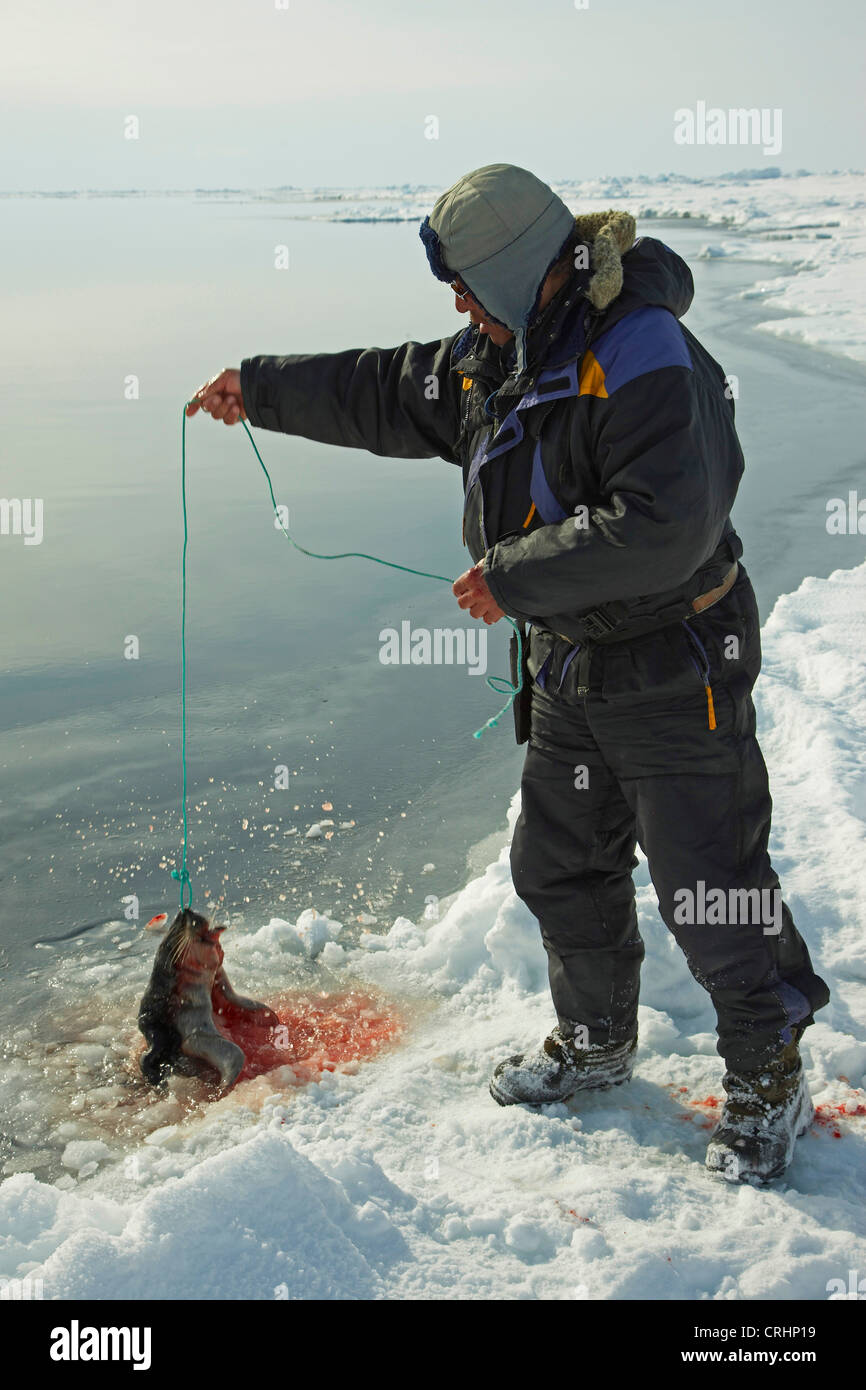 Inuit sealer cleaning the skin of a seal hunted down in the water ...