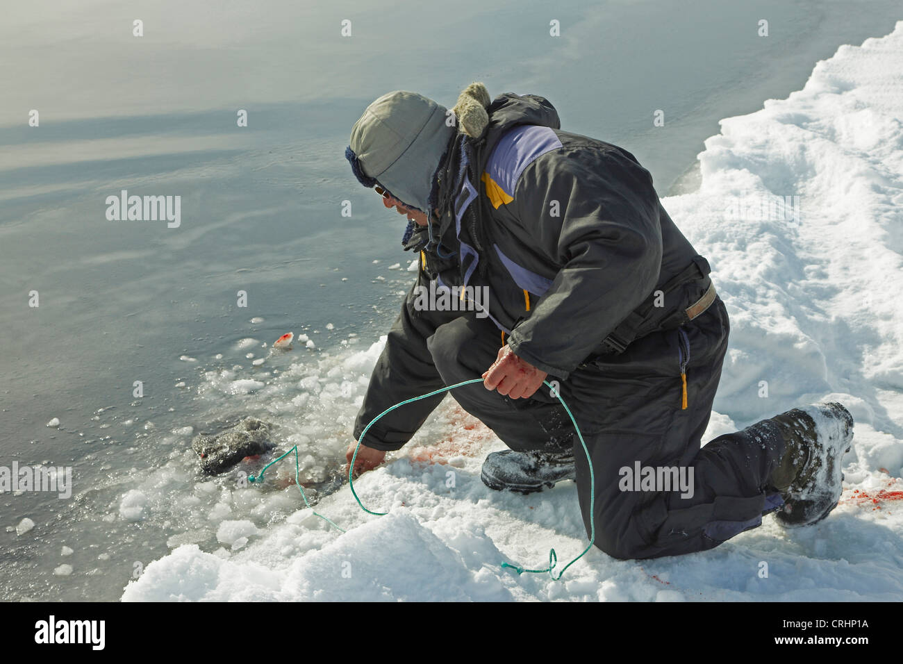 Inuit sealer cleaning the skin of a seal hunted down in the water ...