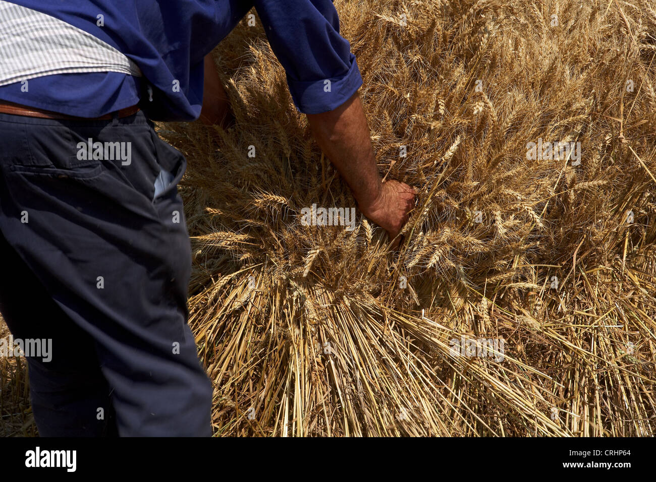 Farmer on a wheat field binding spikes Stock Photo - Alamy