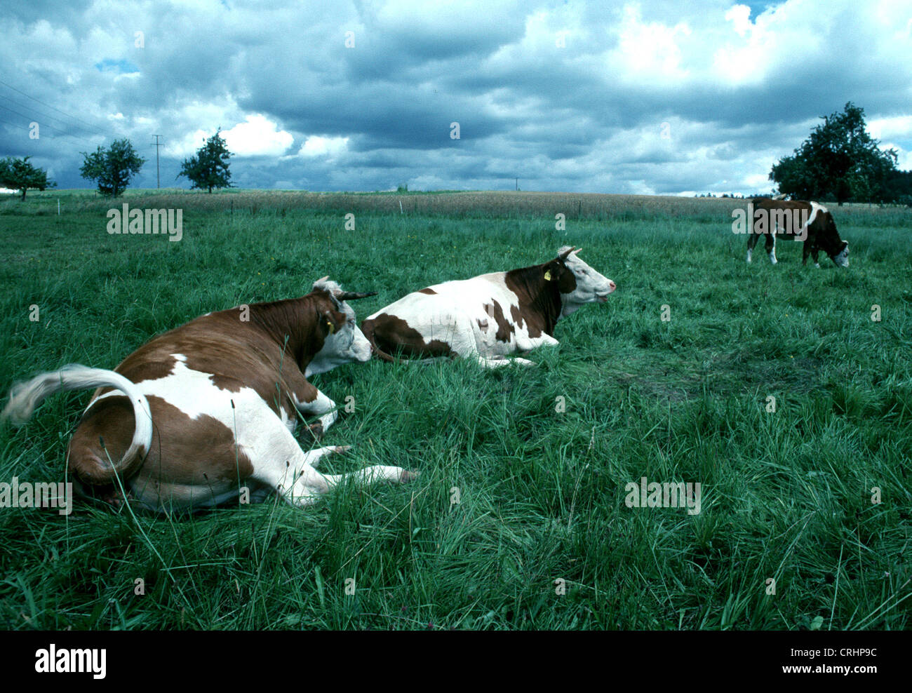 German cows hi-res stock photography and images - Alamy
