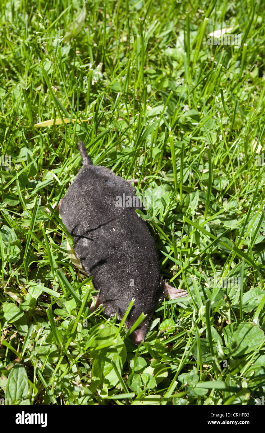 Northern mole hi-res stock photography and images - Alamy