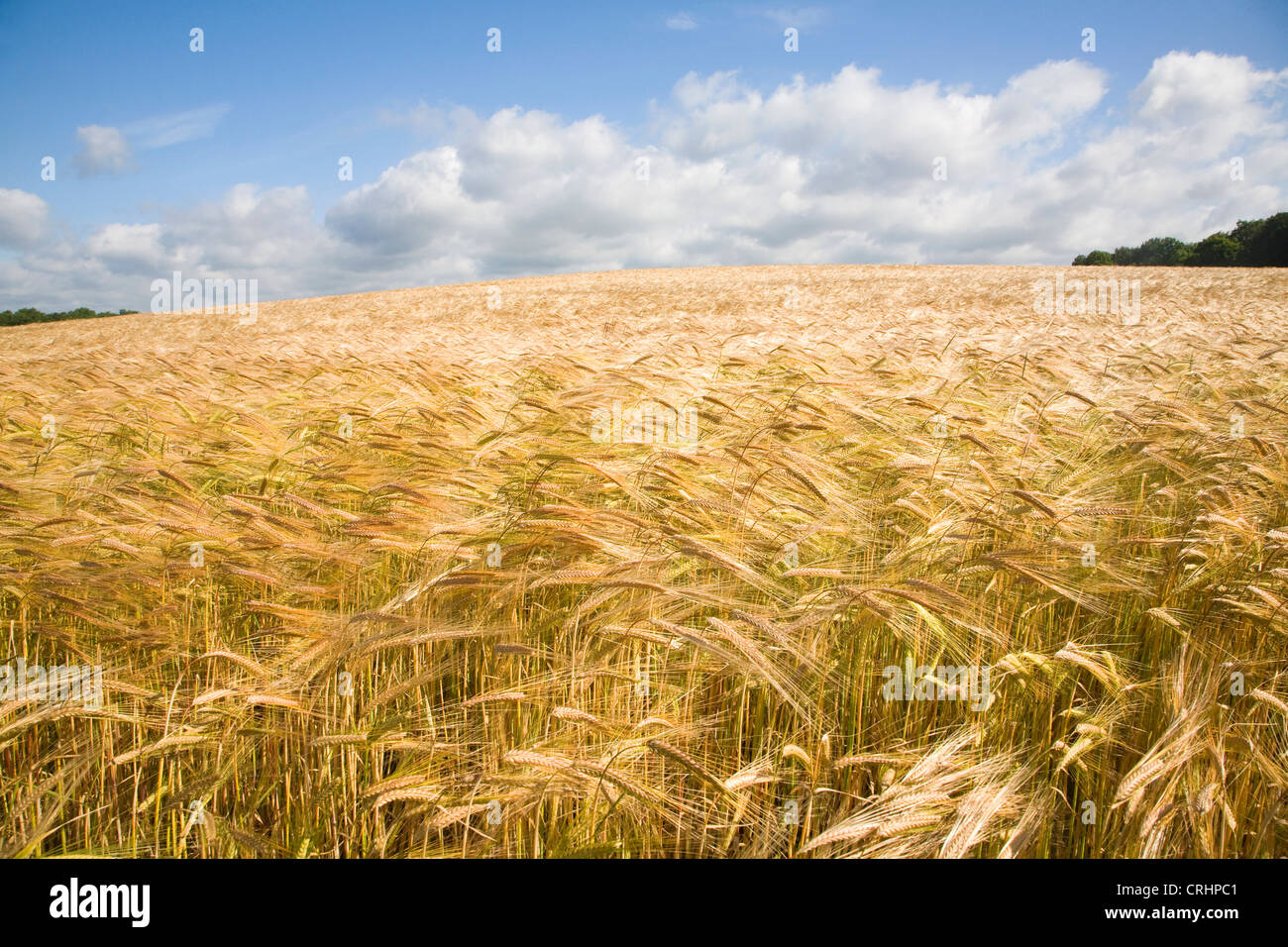 Golden barley crops in hi-res stock photography and images - Alamy