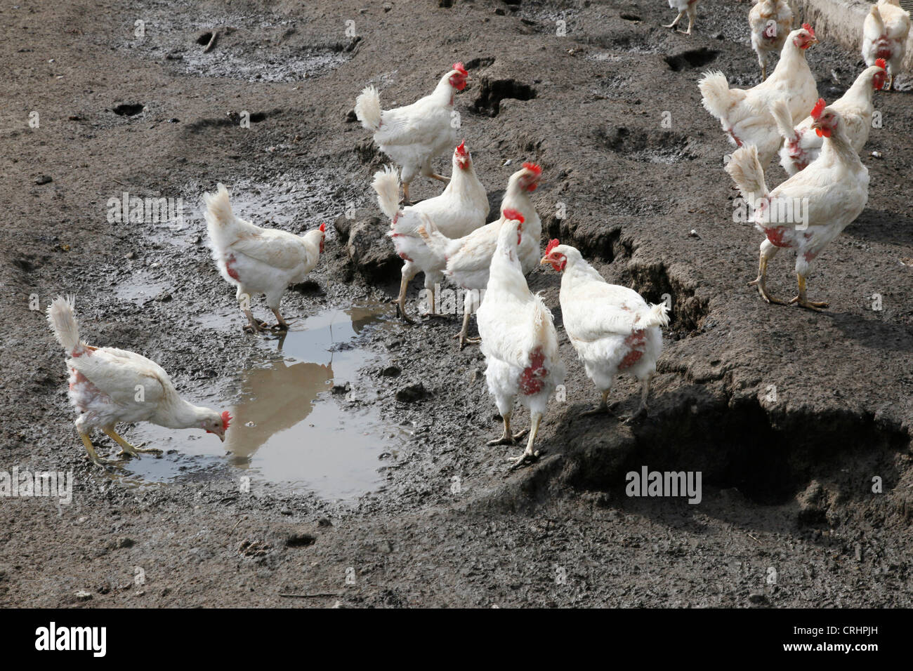 biological chickens in mud and puddle Stock Photo - Alamy