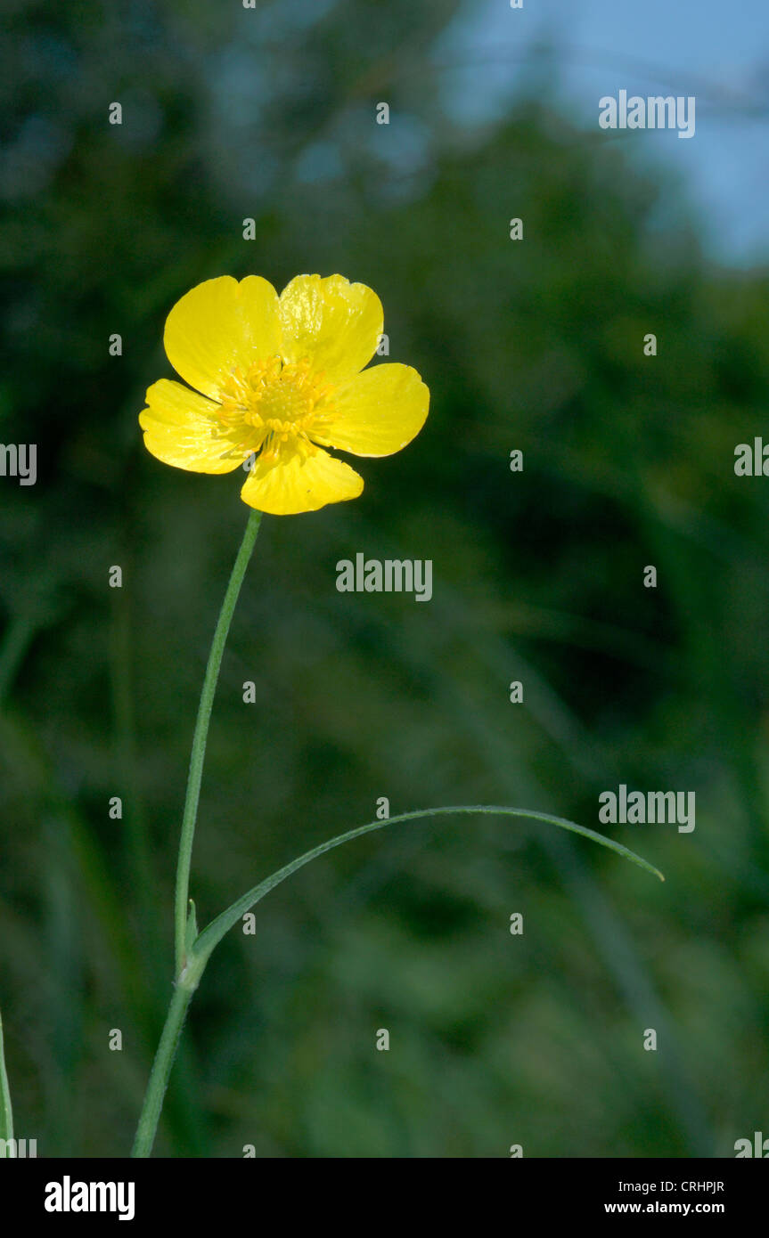 GREATER SPEARWORT Ranunculus lingua (Ranunculaceae Stock Photo - Alamy