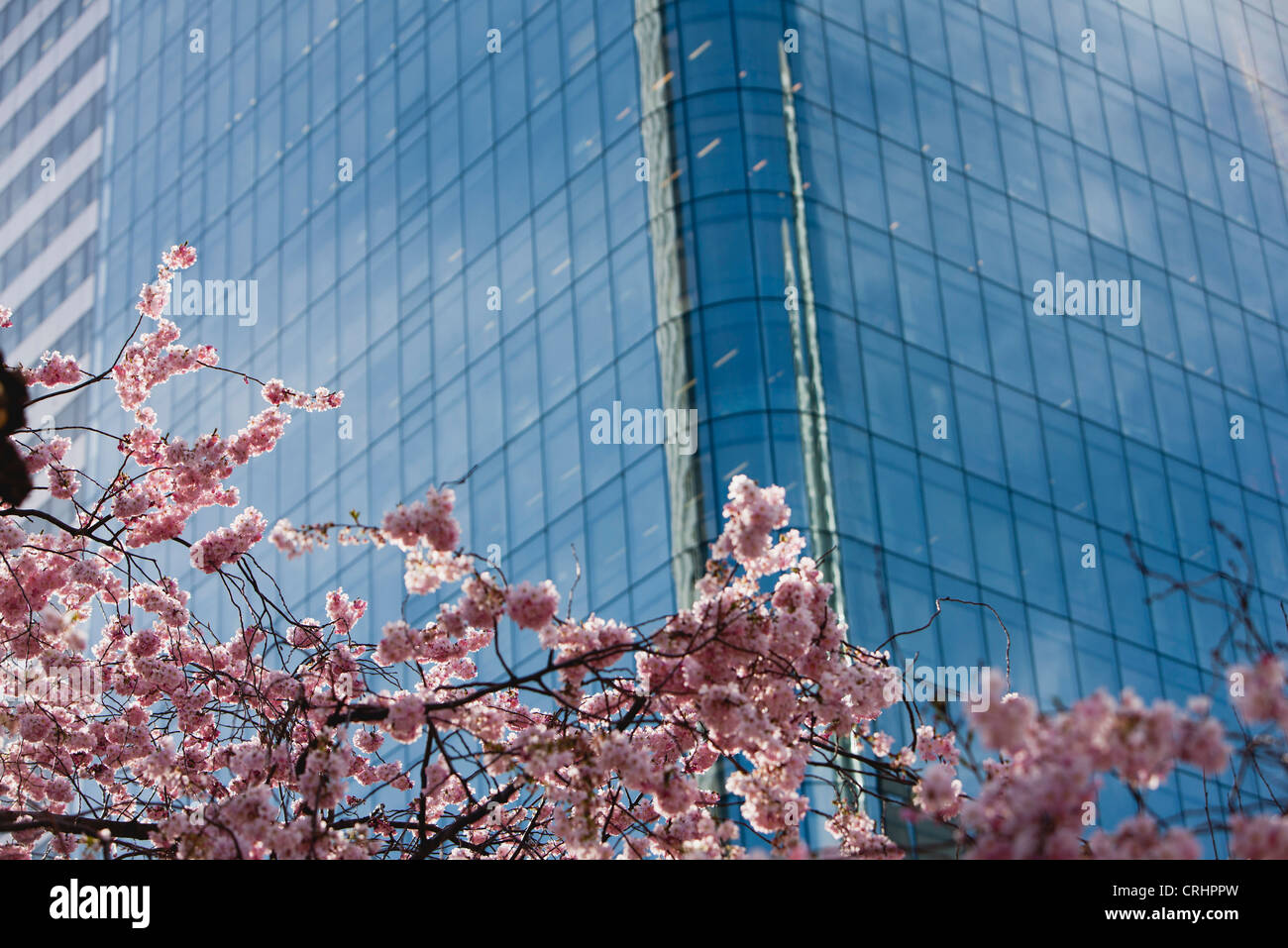 Cherry tree in full bloom in front of modern high rise building ...