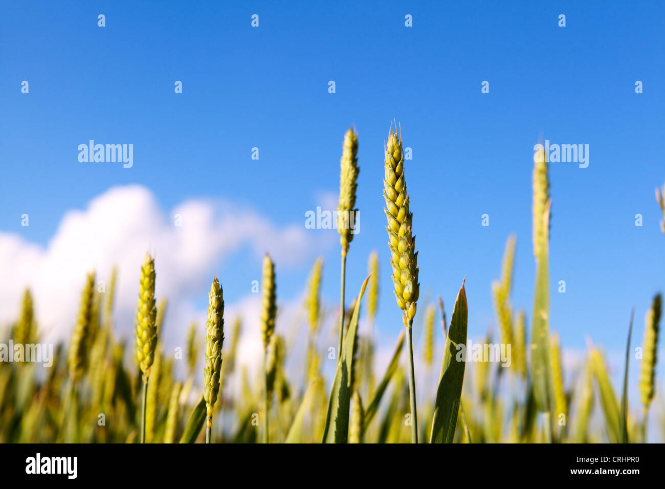 Spike wheat hi-res stock photography and images - Alamy
