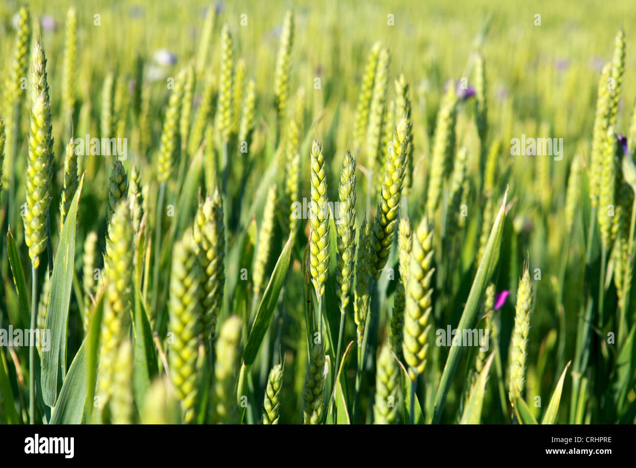 Wheat spike hi-res stock photography and images - Alamy