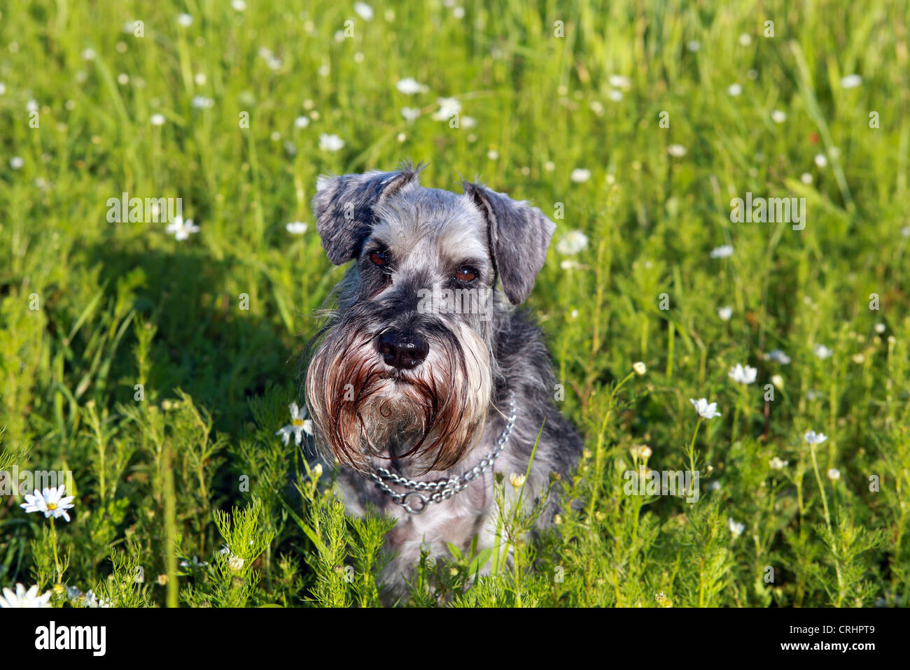 Salt and pepper schnauzer hi-res stock photography and images - Alamy