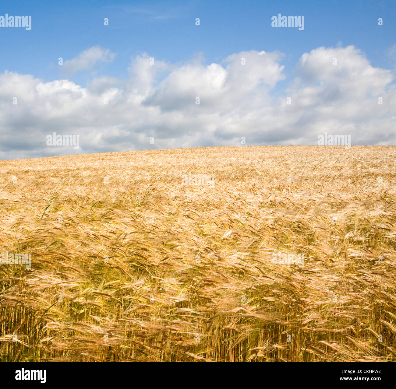 Ripe field crops hi-res stock photography and images - Alamy