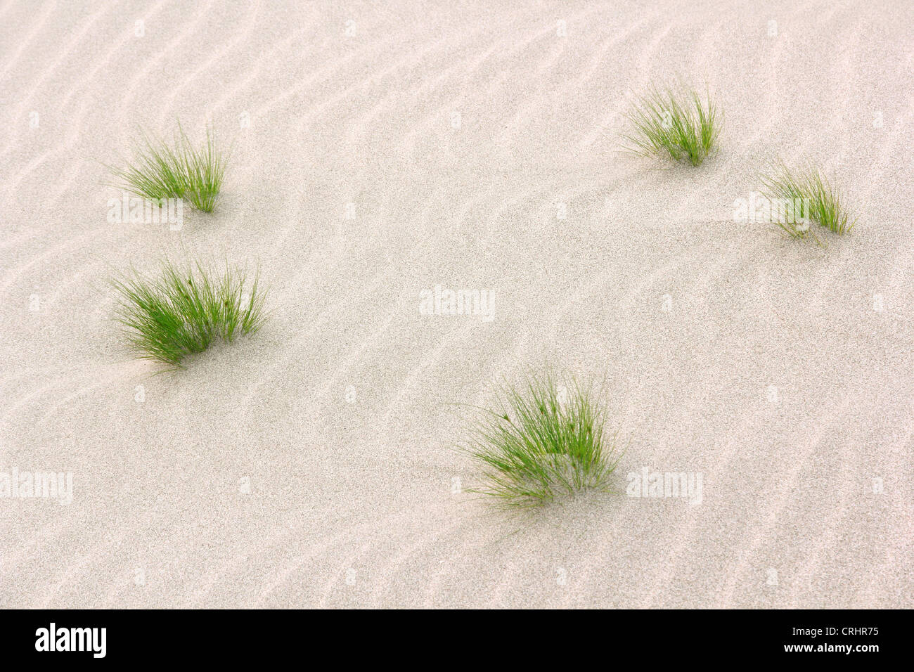 small glass on sand background in nature Stock Photo - Alamy
