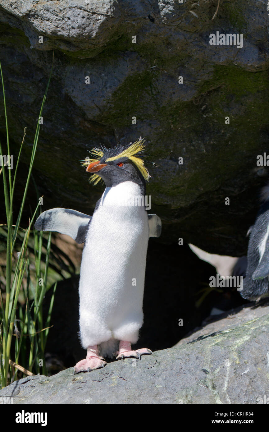 Northern Rockhopper Penguin, also known as the Long-crested Rockhopper ...