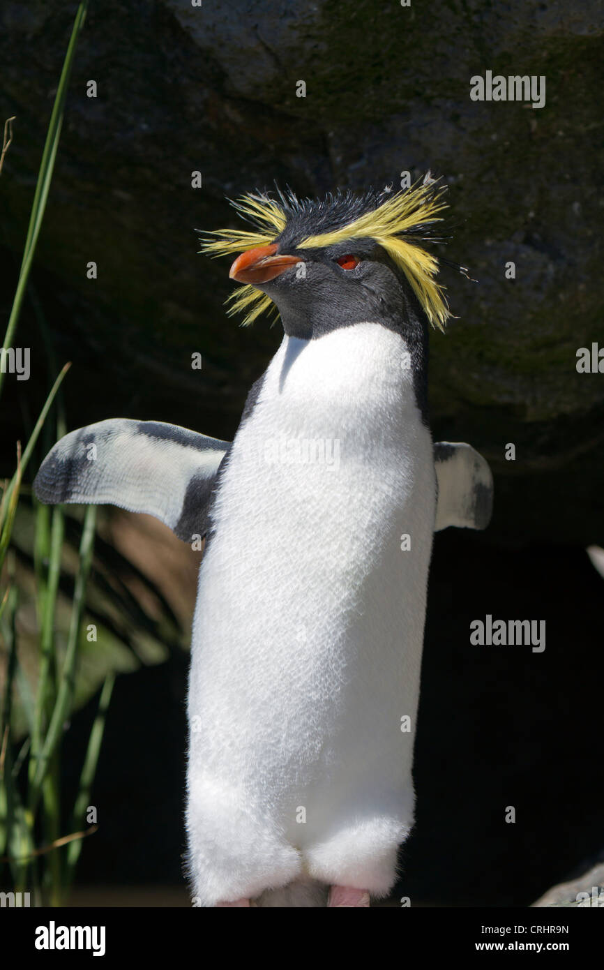 Northern Rockhopper Penguin, also known as the Long-crested Rockhopper ...