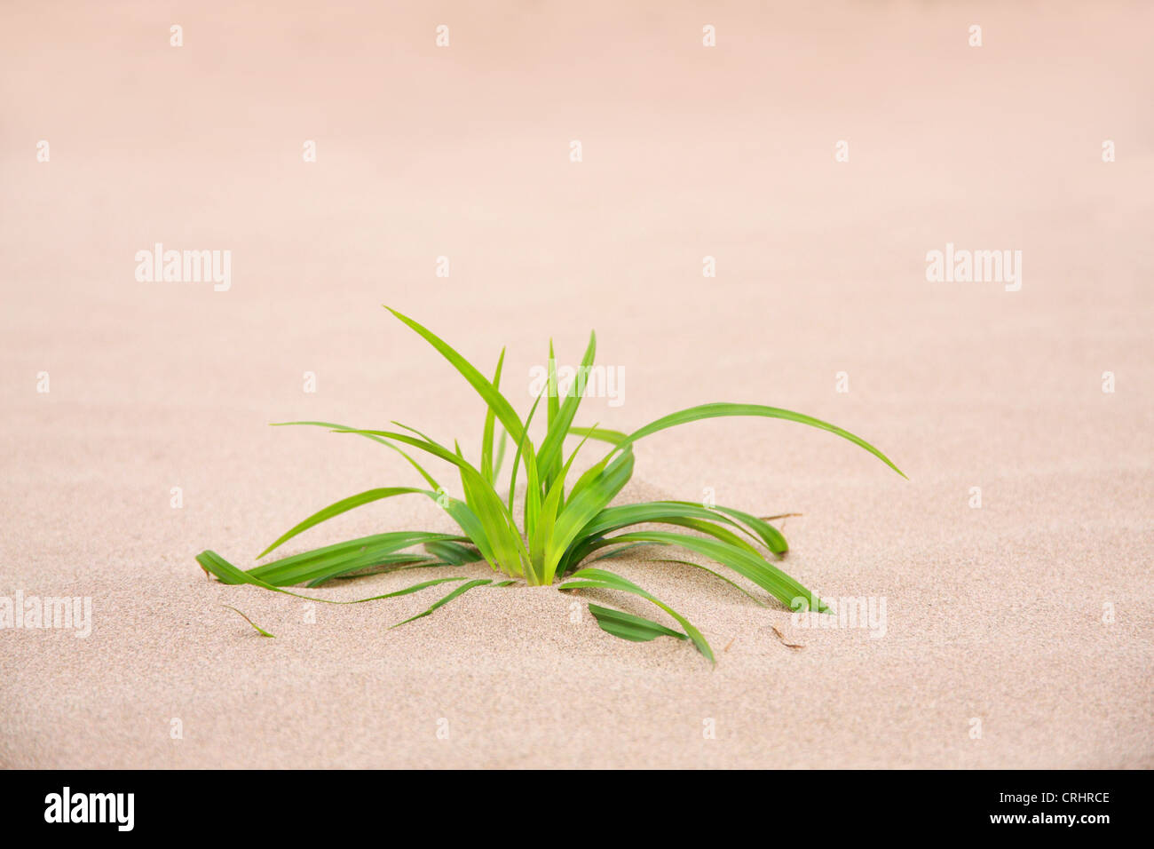 grass on sand in nature Stock Photo - Alamy