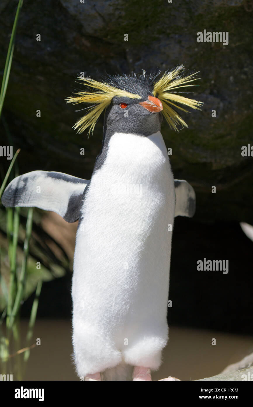 Northern Rockhopper Penguin, also known as the Long-crested Rockhopper ...