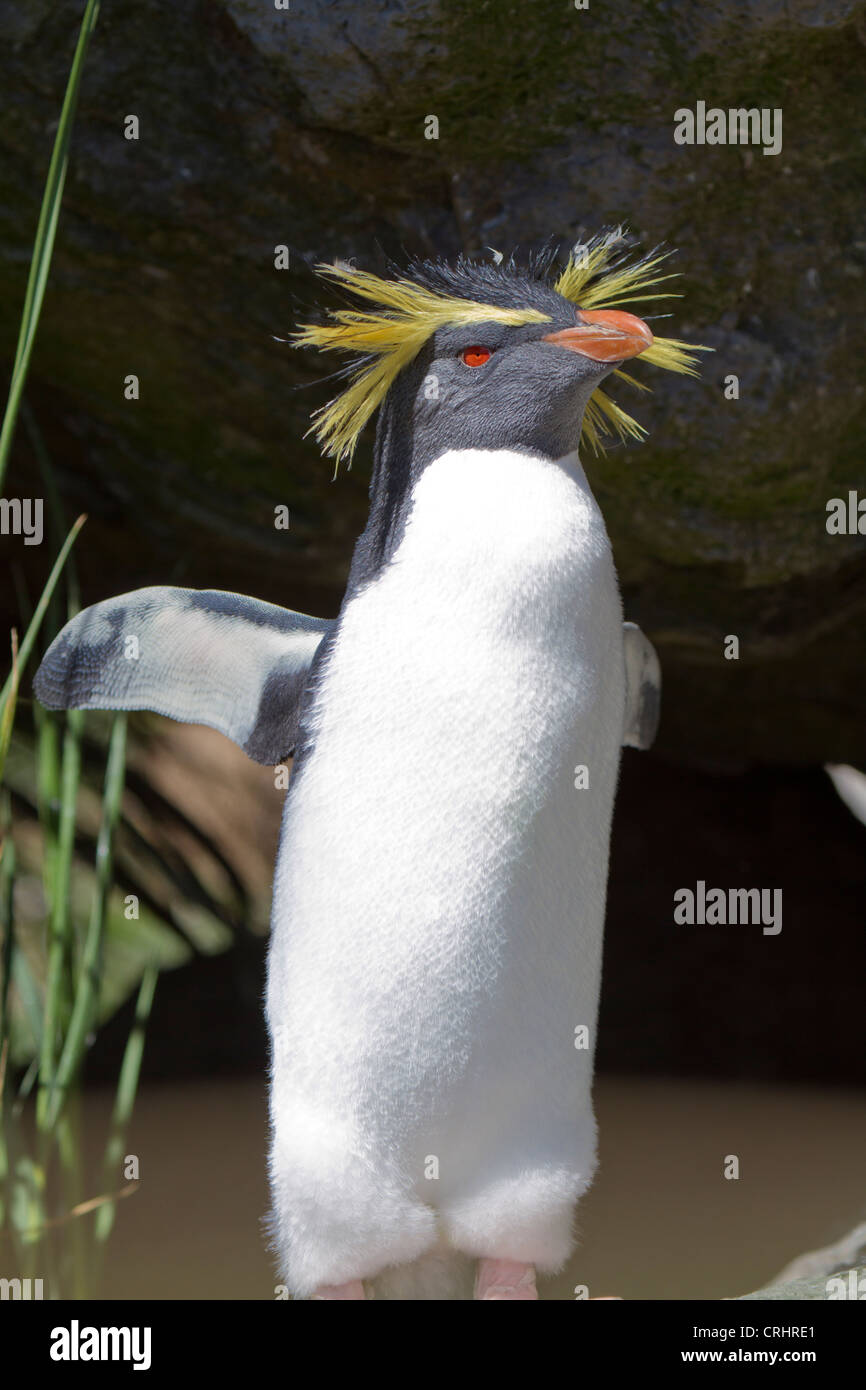 Northern Rockhopper Penguin, also known as the Long-crested Rockhopper ...