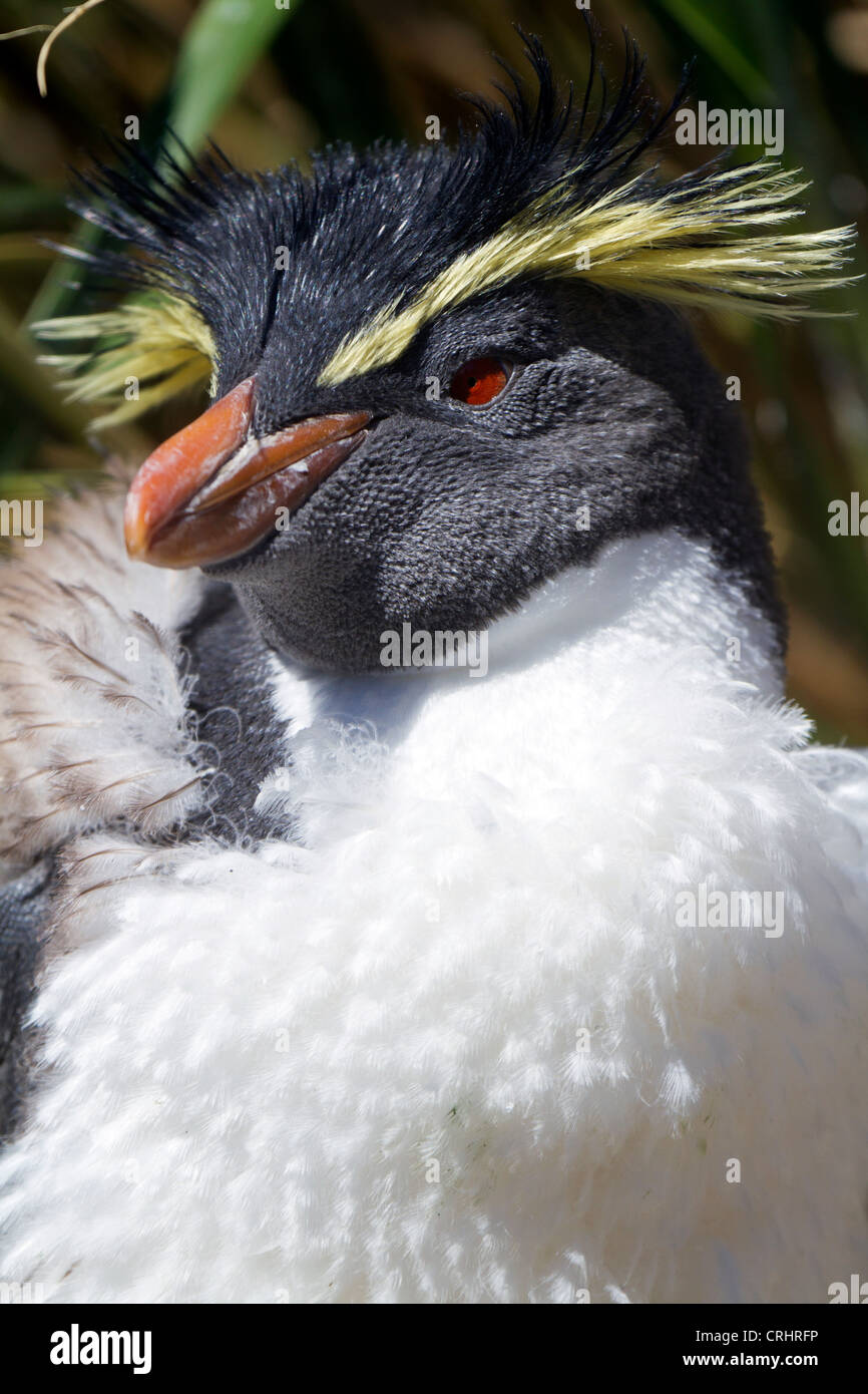 Moulting Northern Rockhopper Penguin, also known as the Long-crested ...