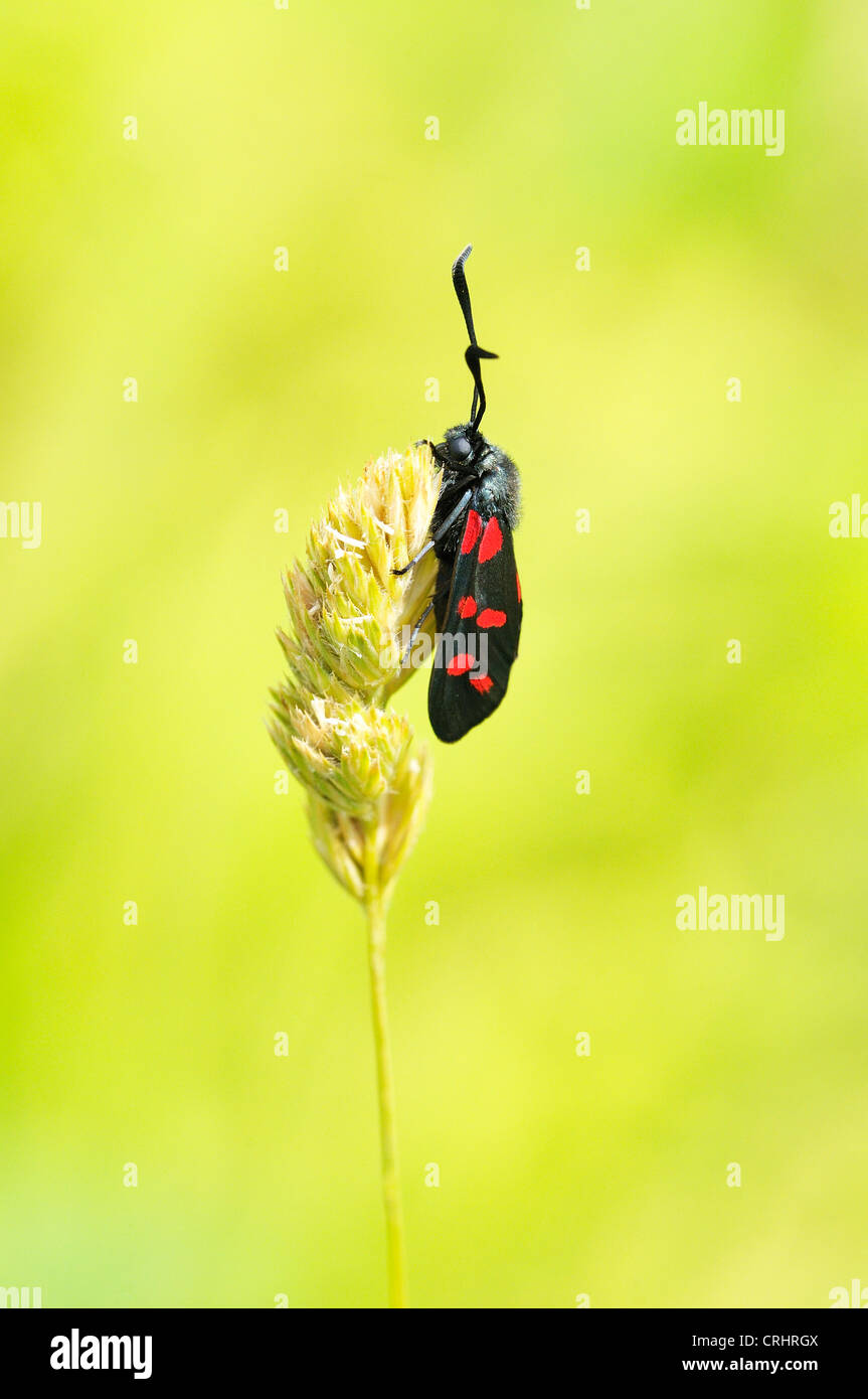 Hay moth hi-res stock photography and images - Alamy