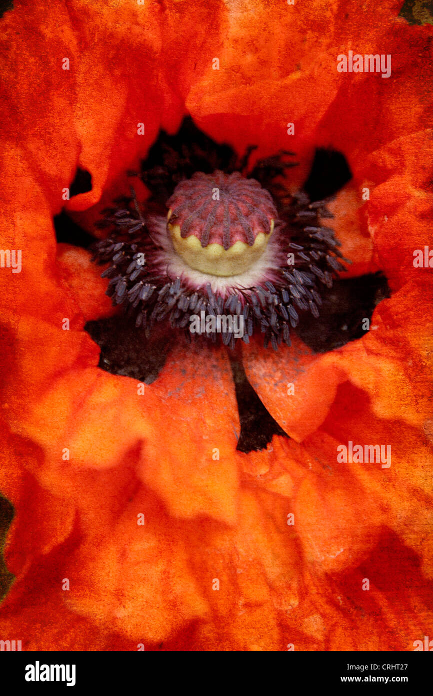 Red poppy flower yellow center hi-res stock photography and images - Alamy