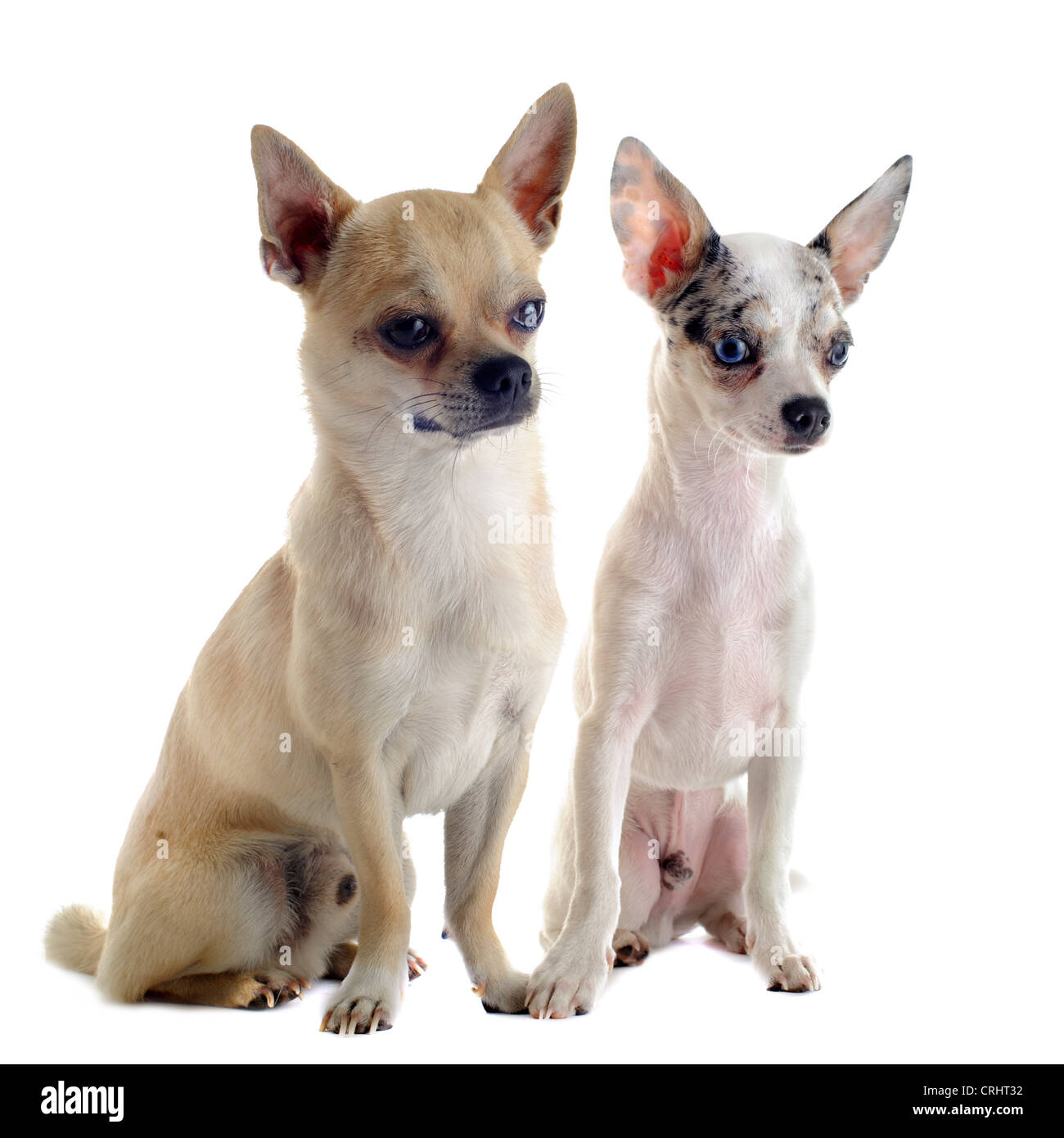 portrait of a cute purebred chihuahuas in front of white background ...