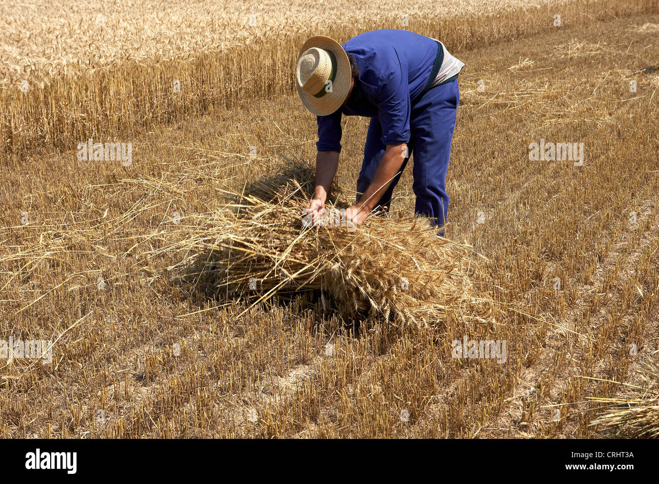 Farmer on a wheat field binding spikes Stock Photo - Alamy