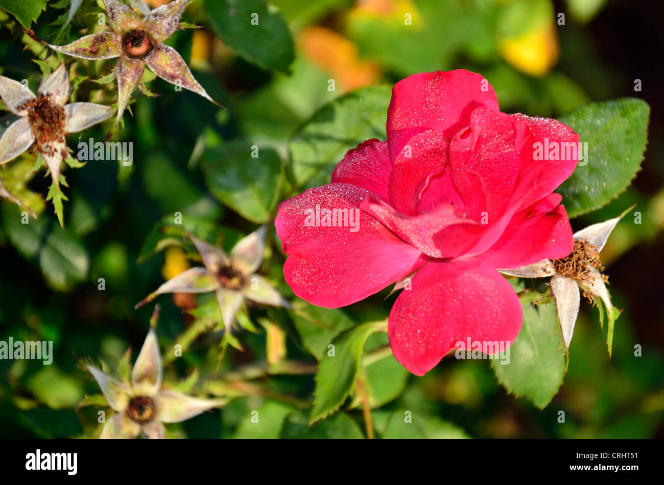Remains of rose blooms hi-res stock photography and images - Alamy