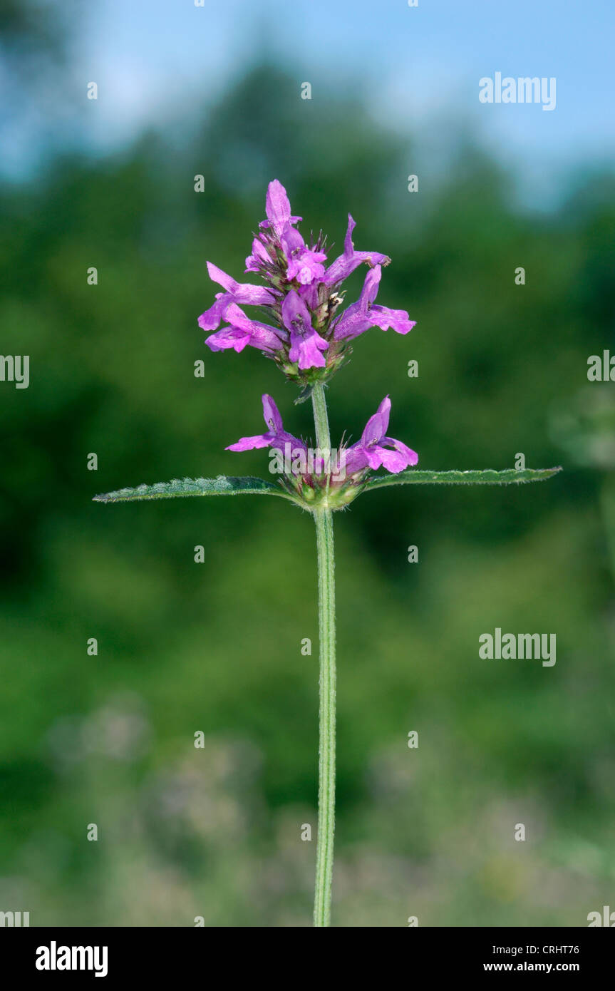 BETONY Stachys officinalis (Lamiaceae Stock Photo - Alamy
