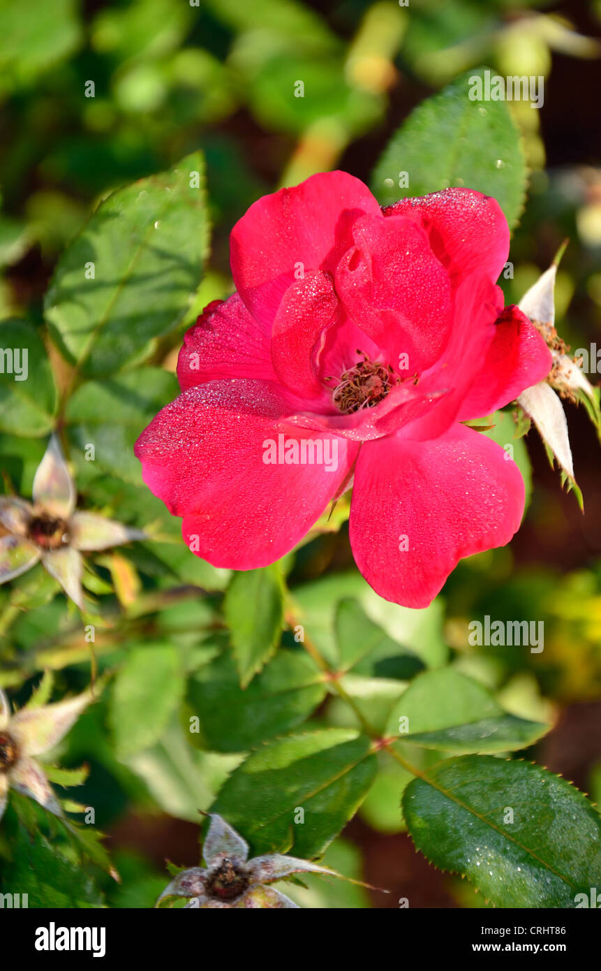 Remains of rose blooms hi-res stock photography and images - Alamy