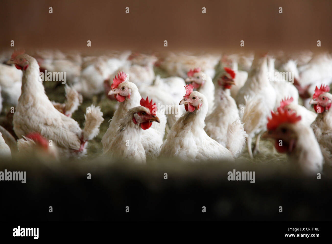 looking into chicken farm between two boards Stock Photo - Alamy