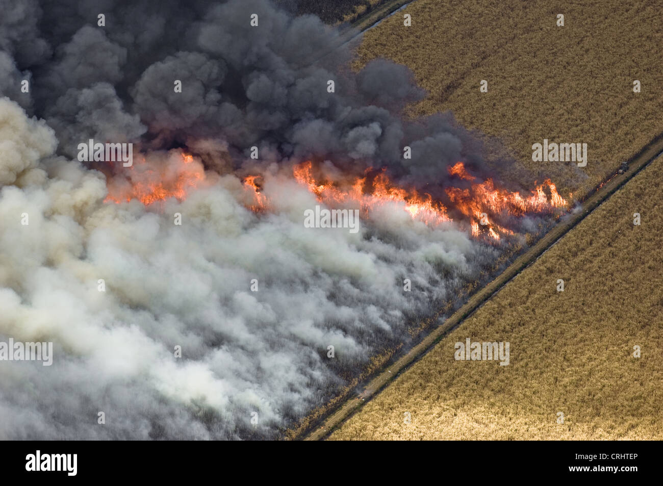 Burning sugarcane field prior to harvesting Stock Photo - Alamy