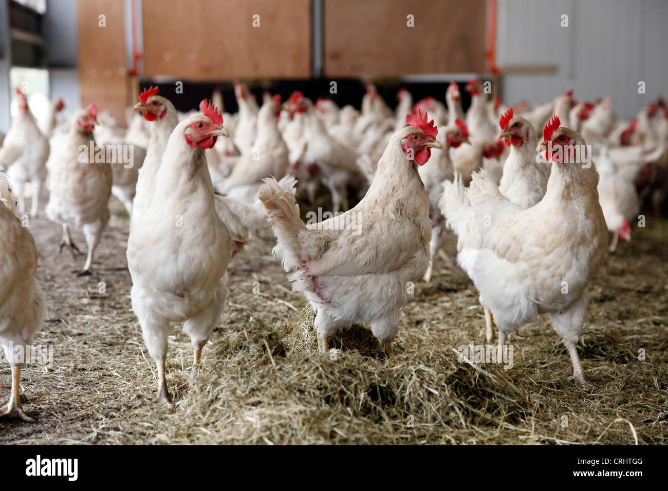 biological chickens receive dried grass Stock Photo - Alamy