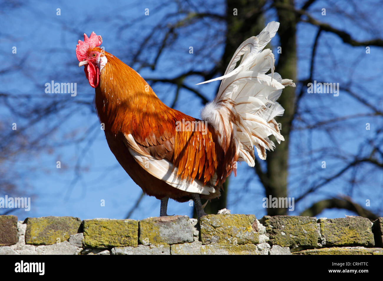 rooster in the sun on brick wall with blue sky Stock Photo - Alamy
