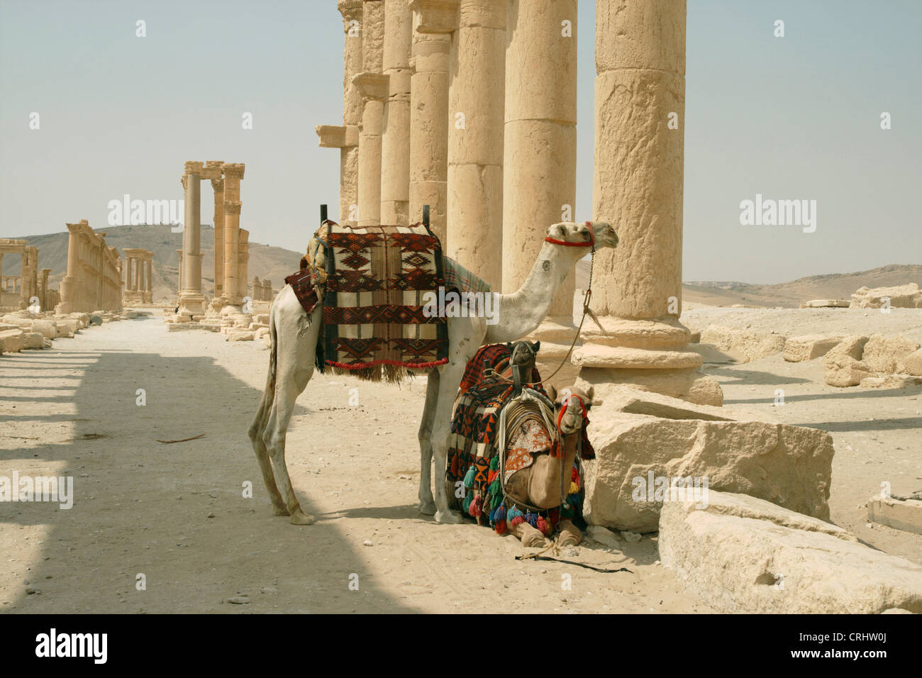 Bactrian camel, two-humped camel (Camelus bactrianus), camels at the ...