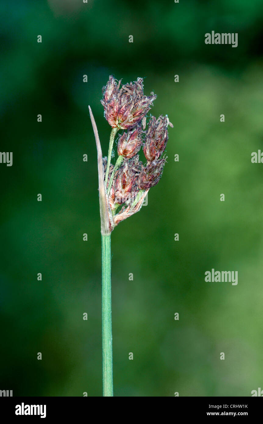 Club rush plant hi-res stock photography and images - Alamy