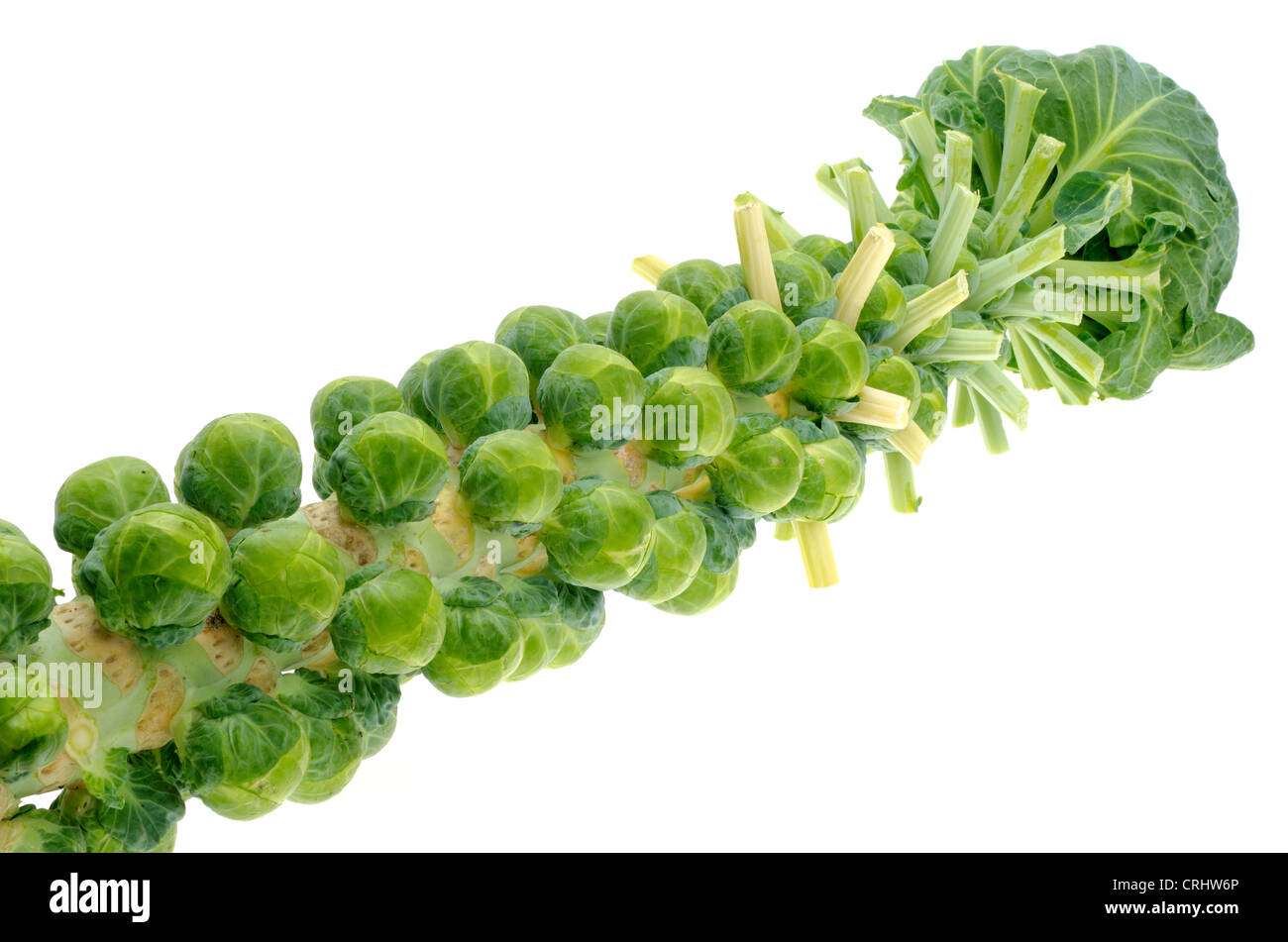 Fresh from the farm Brussels sprouts on the stalk - studio shot with a ...