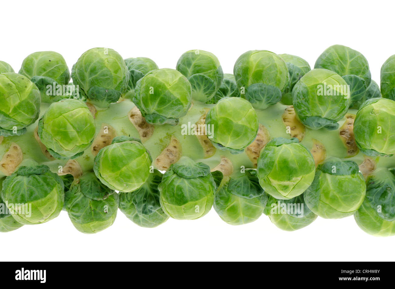 Sprouts on stalk hi-res stock photography and images - Alamy