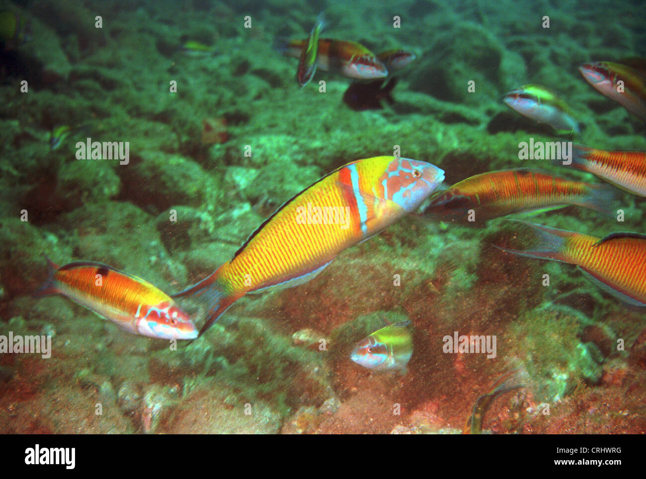 Rainbow fish and coral on the ocean floor Stock Photo - Alamy
